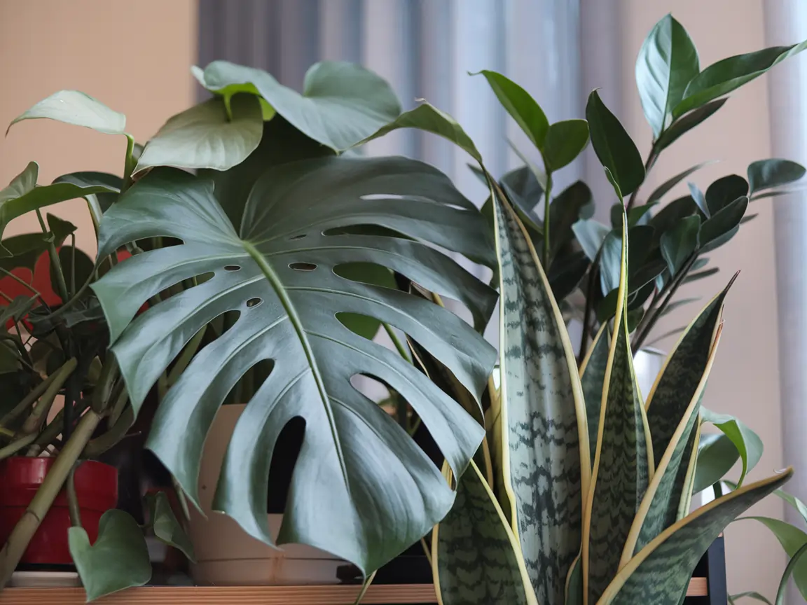 Houseplant Watering Guide: Perfect Timing for Healthy Plants